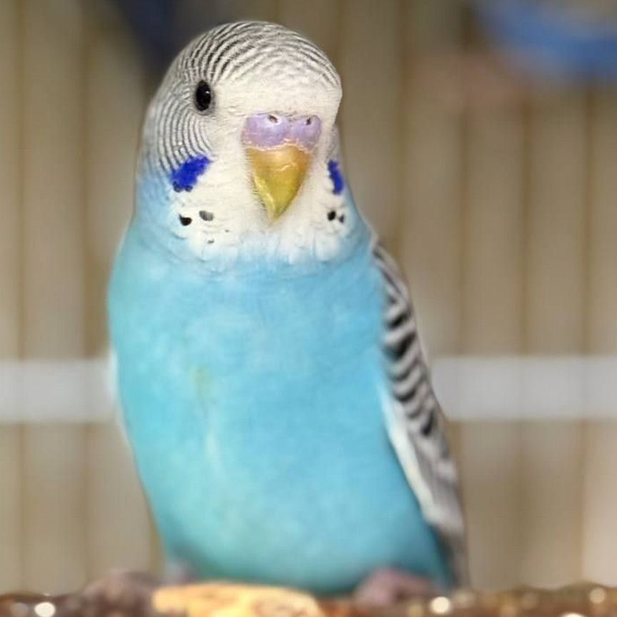 Волнистый Попугай Малыши