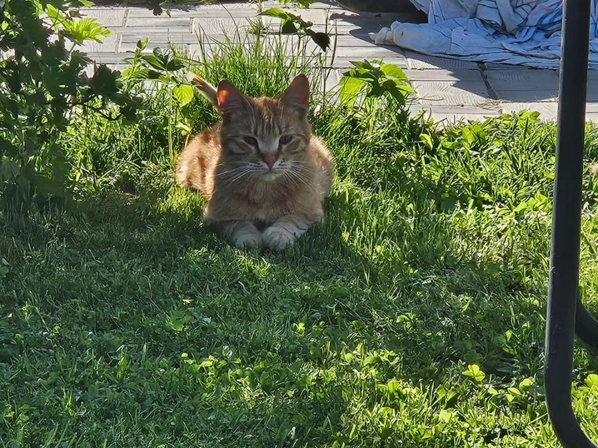 Котята в добрые руки бесплатно