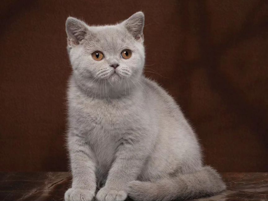 Британские парни