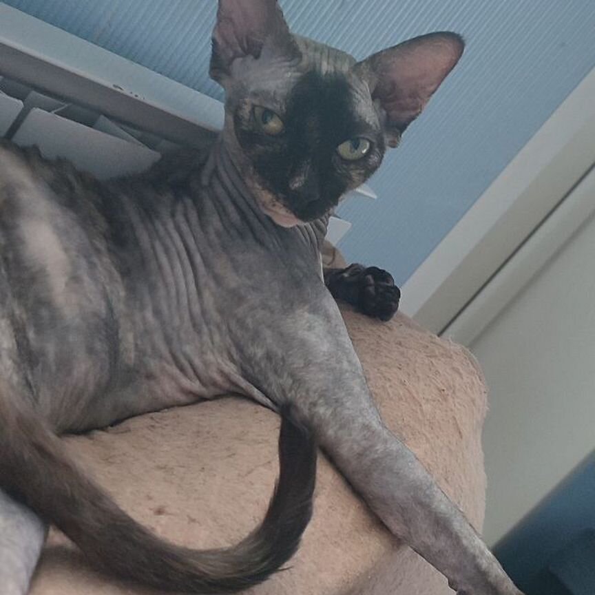 Канадский сфинкс кошка