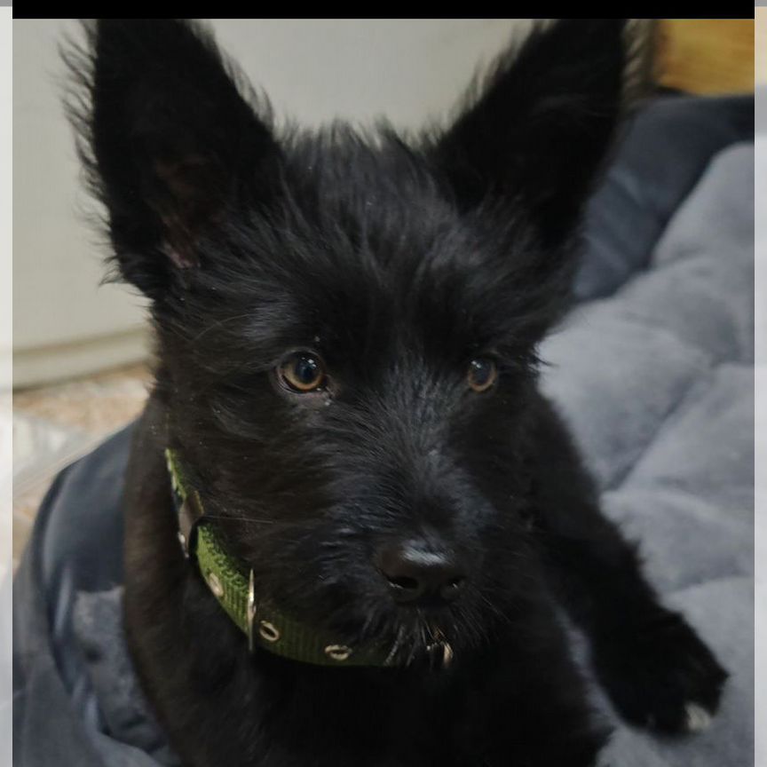 Щенок в добрые руки