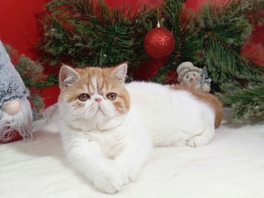 Экзотический мачо
