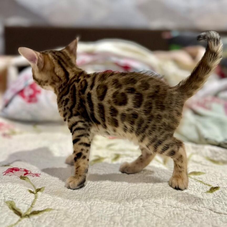 Бенгальские котята