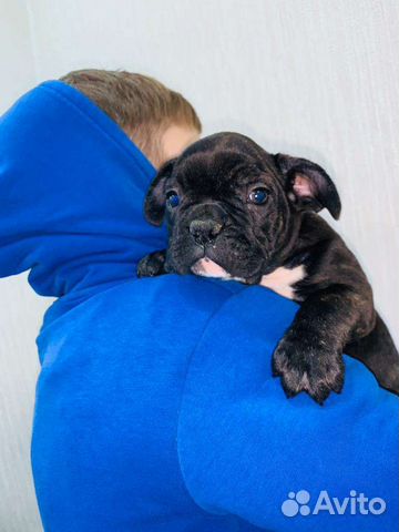 Детки французики