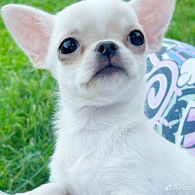 Красивая блондинка, чихуахуа