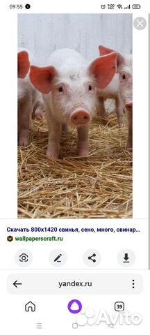Поросенок скороспелая мясная