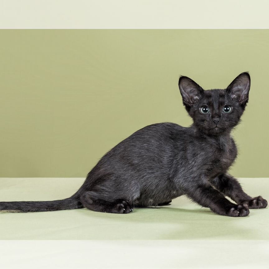 Ориентальный котёнок