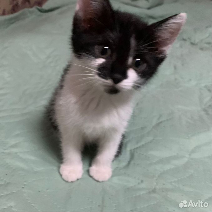 Красавчик котенок ищет дом