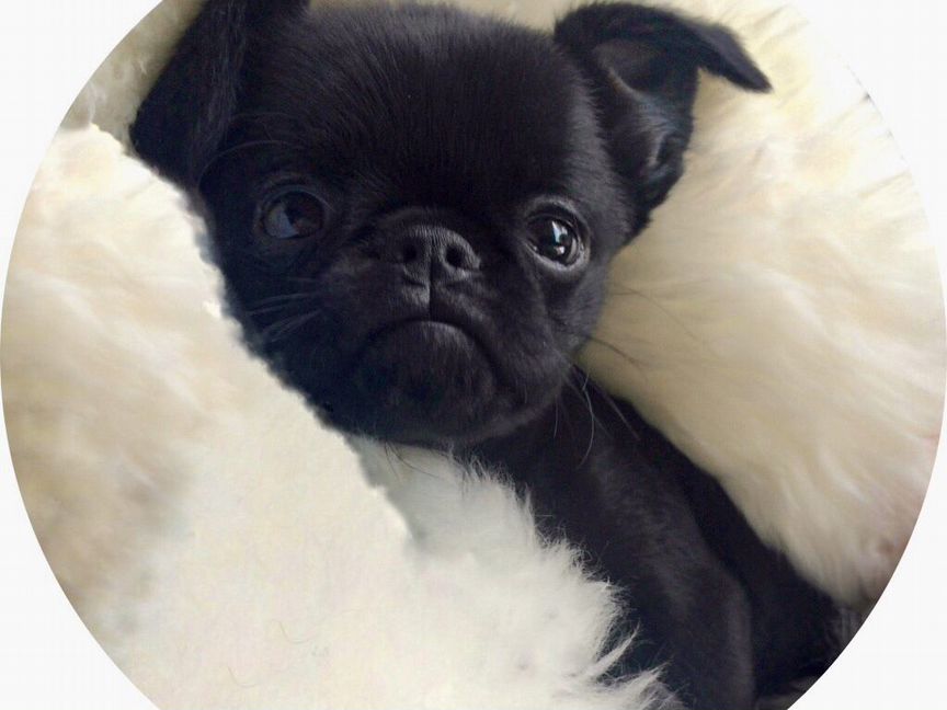 Щенки пти-брабансона РКФ