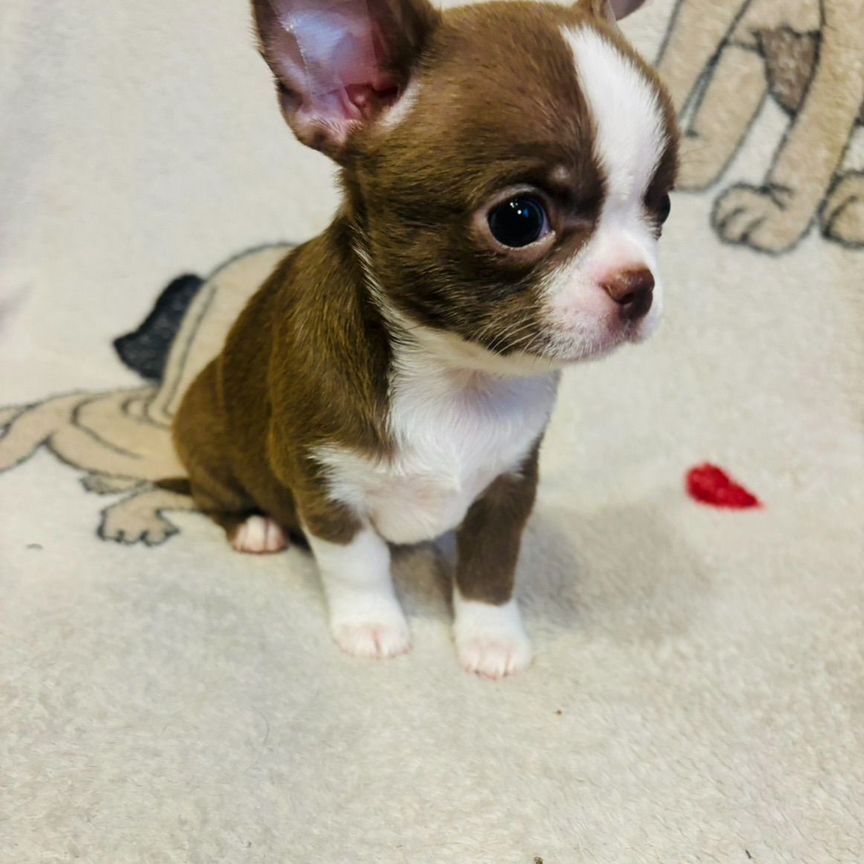 Шоколадная зайка