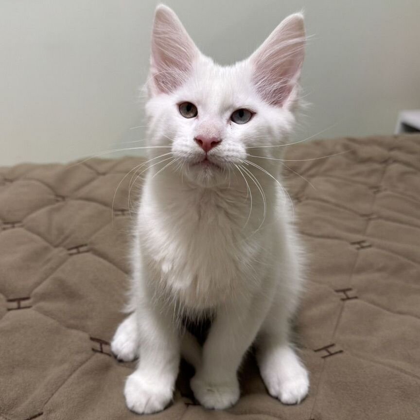 Мейн-кун котёнок