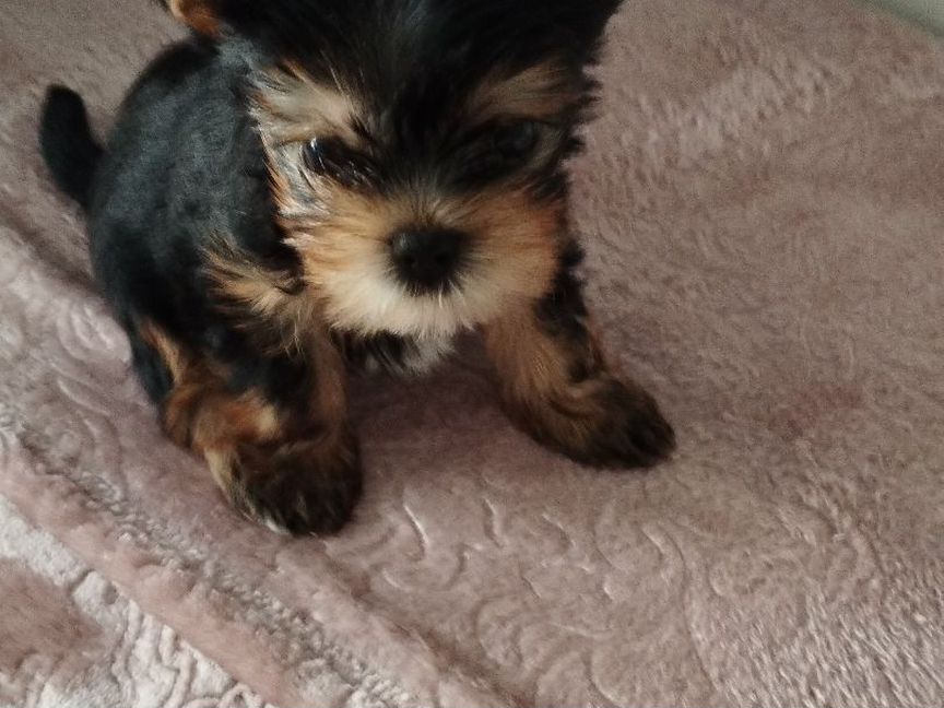 Йоркширский терьер мини