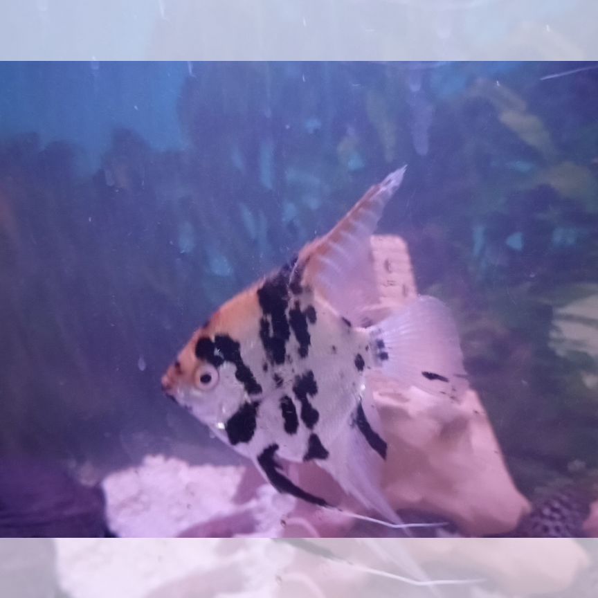 Аквариумные рыбки отдам