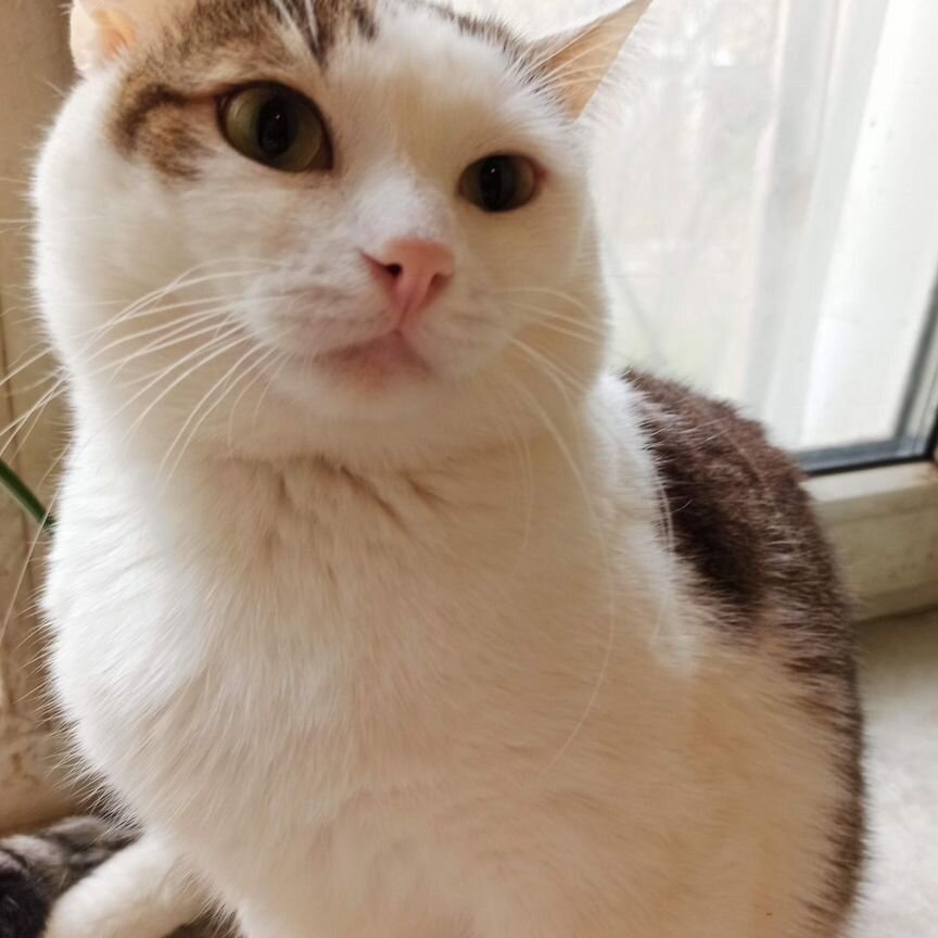 Молоденький кот