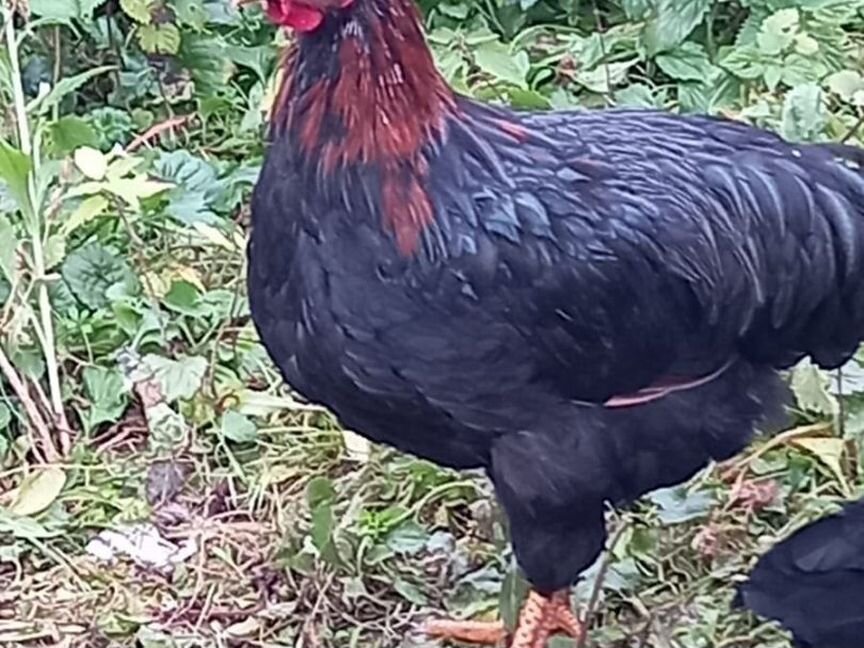 Куры петухи