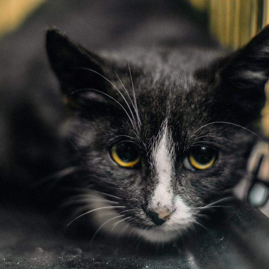 Выпуск на улицу через 5 дней