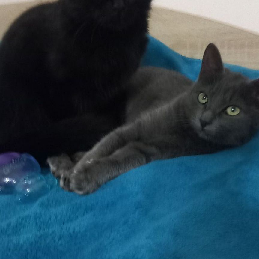 Котета в добрые руки