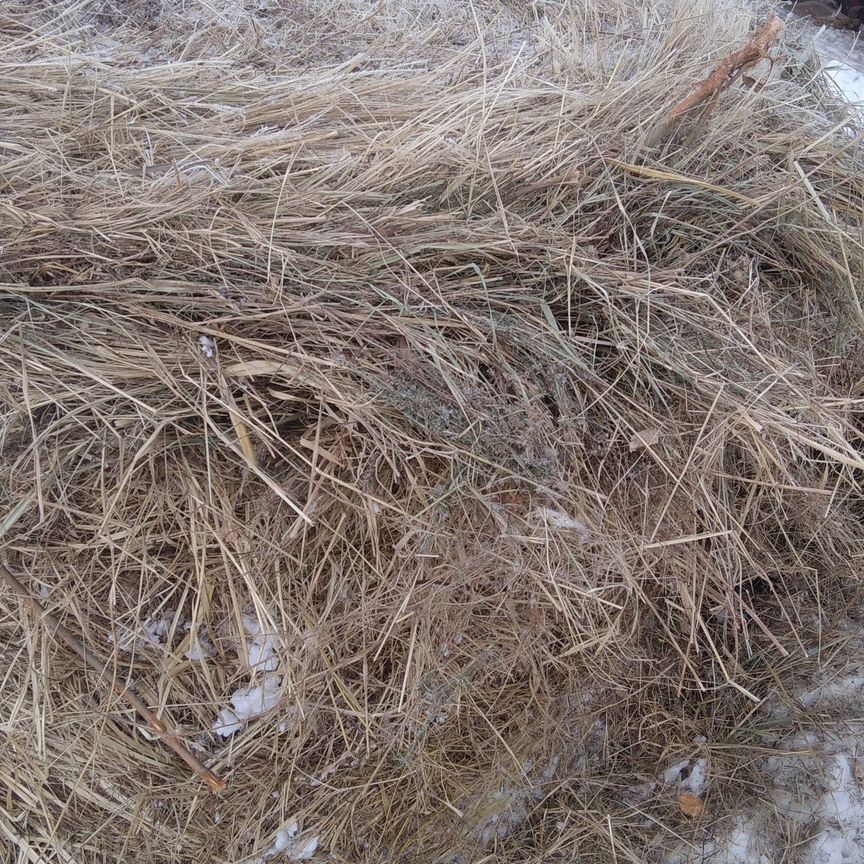 Продам сено, или обмен на животных