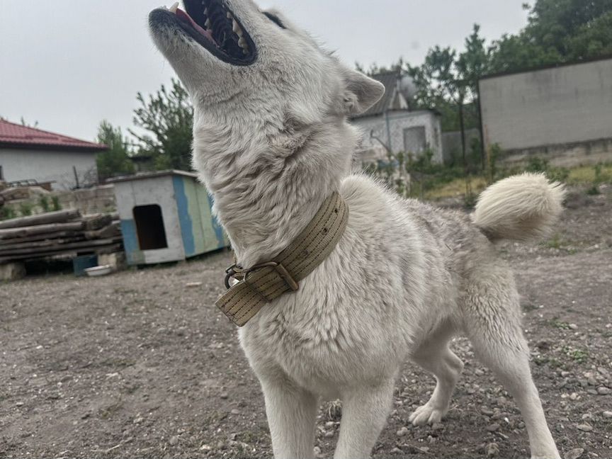 Лайка(хаски)