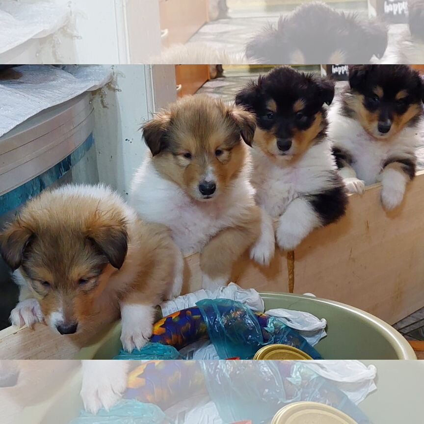 Классные колли щенки