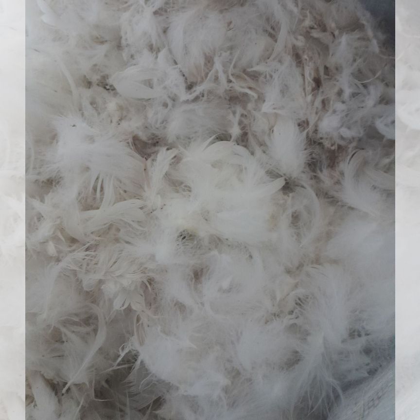 Перо птицы утки гуси