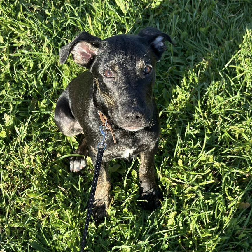 Мальчик щенок