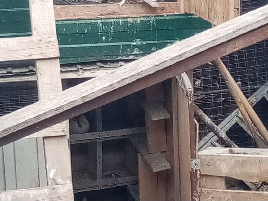 Голуби турецкие такла