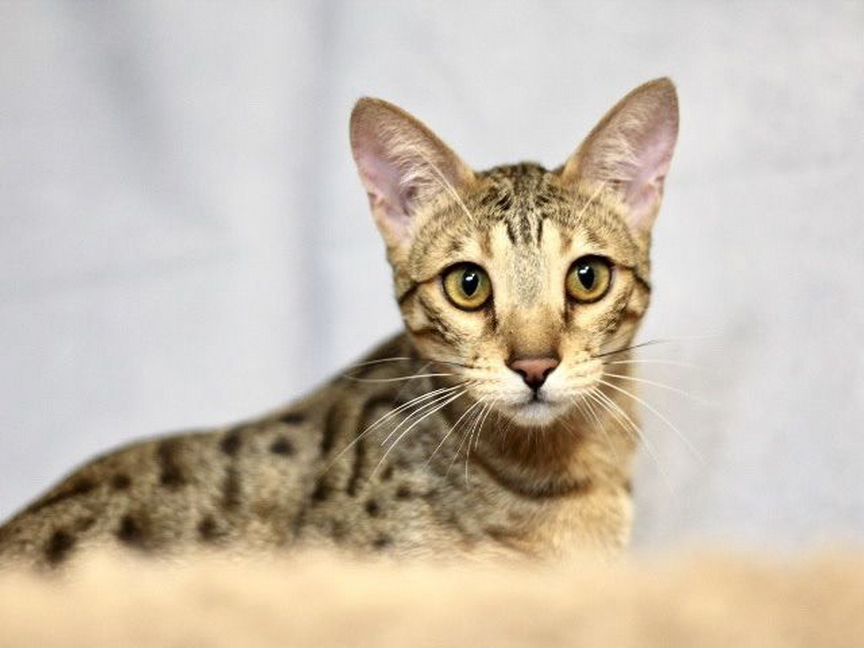 Кошечка саванна