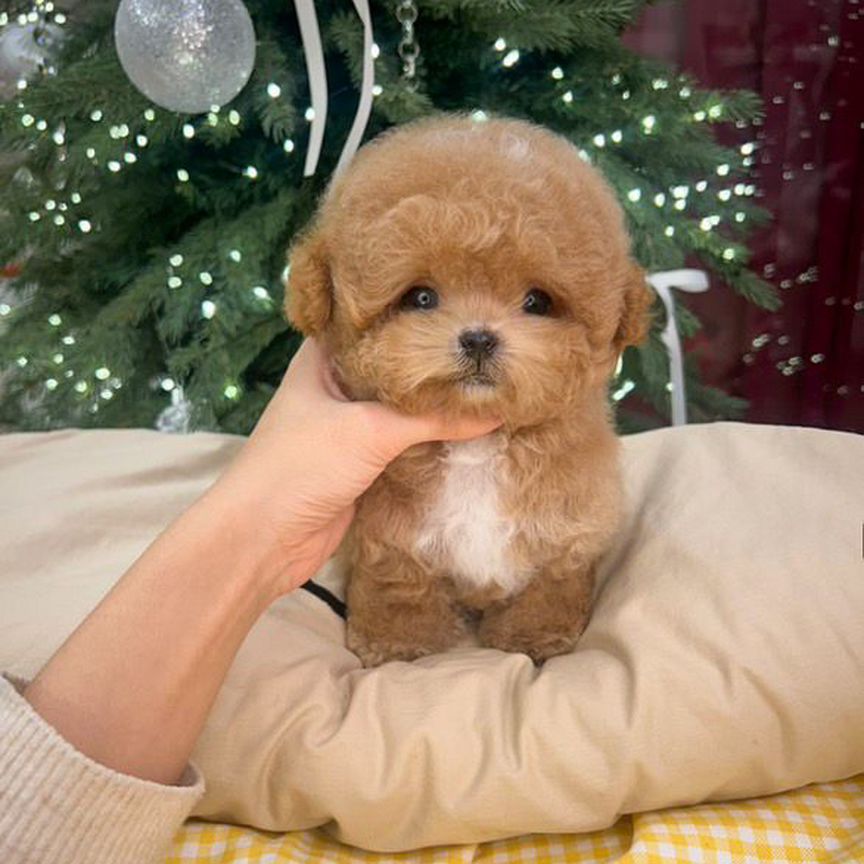 Мальчик мальтипу из Кореи