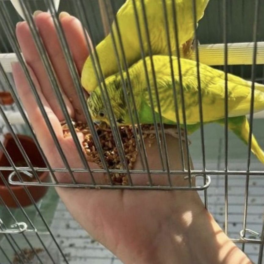 Волнистые попугаи