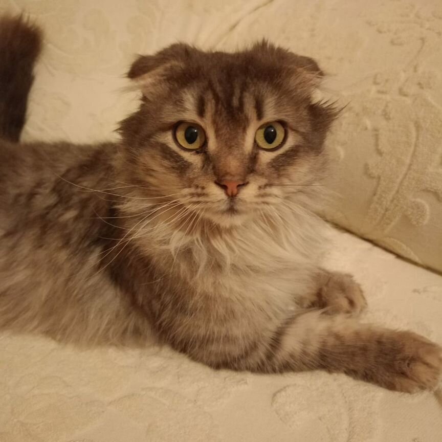 В добрые руки