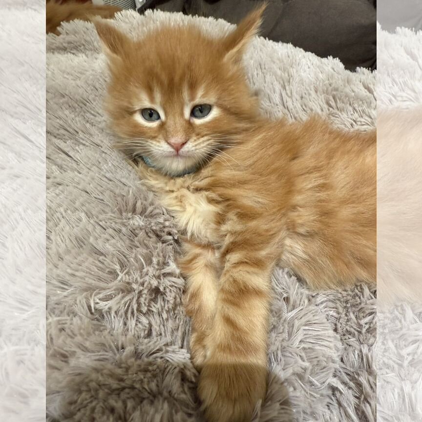 Котята мейн-кун рыжие