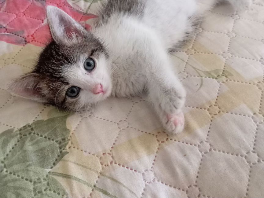 Кошка