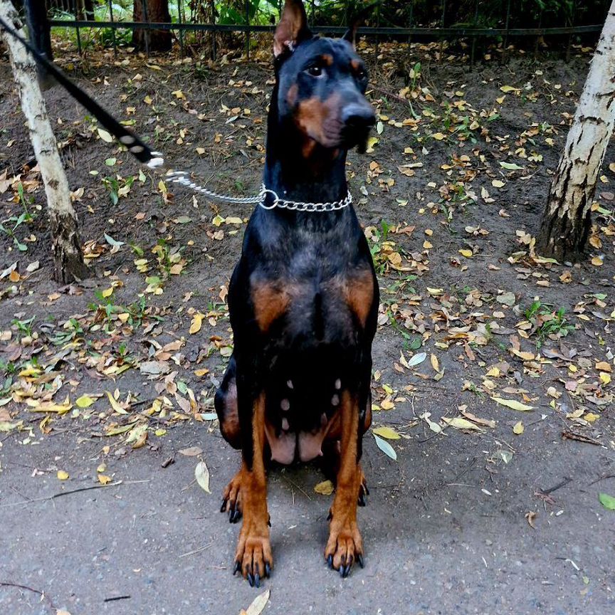 Доберман, взрослая собака