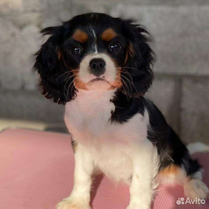 Девочка кокетка