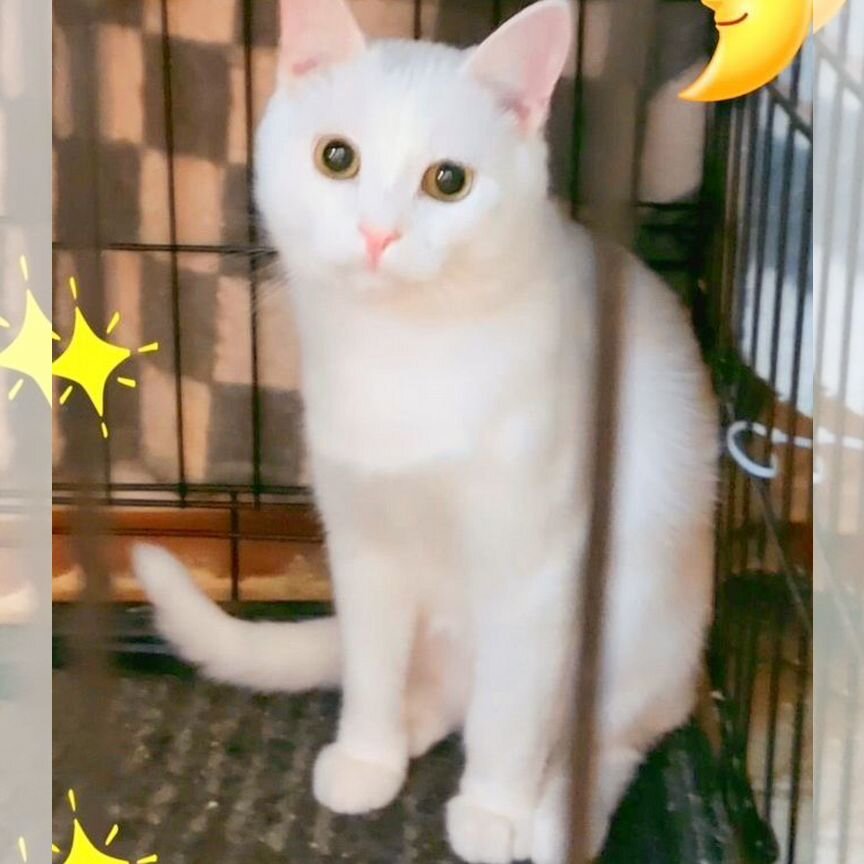 Знакомтесь застенчивый Беляшик. Котенок