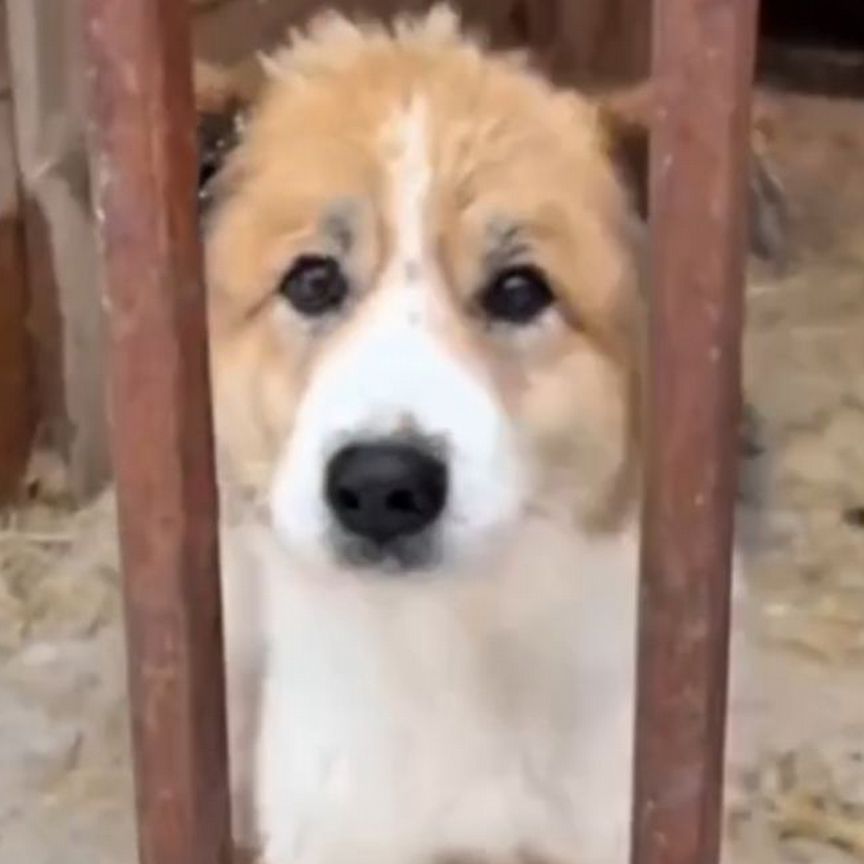 Щенок в добрые руки