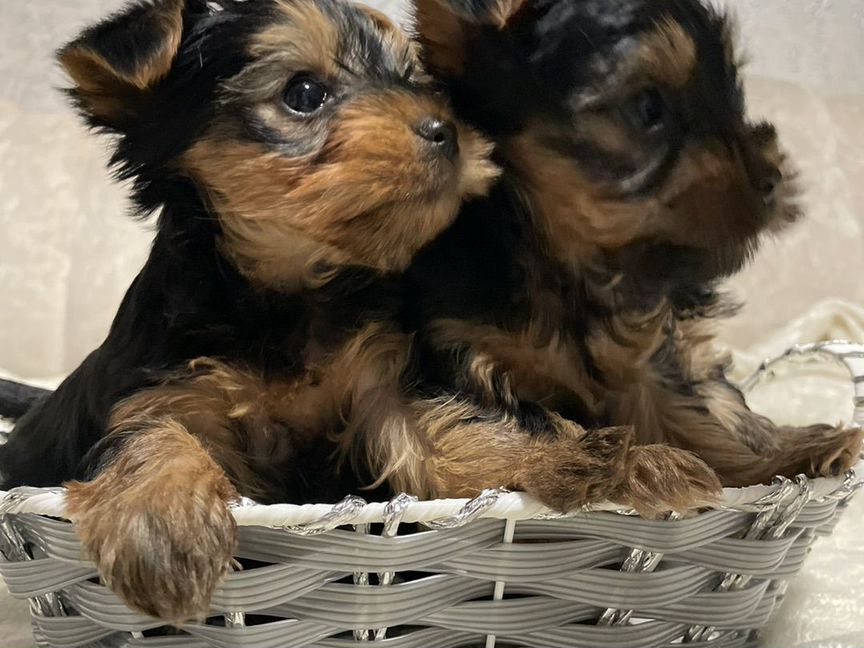 Йоркширский терьер