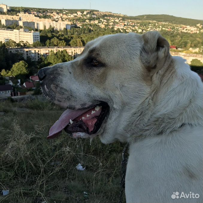 Среднеазиатская овчарка алабай вязка