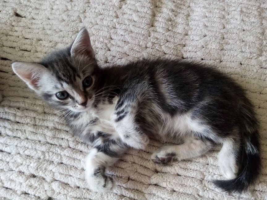 Котенок ищет дом