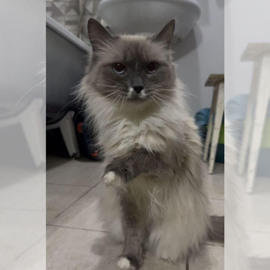 Невская маскарадная, взрослая кошка