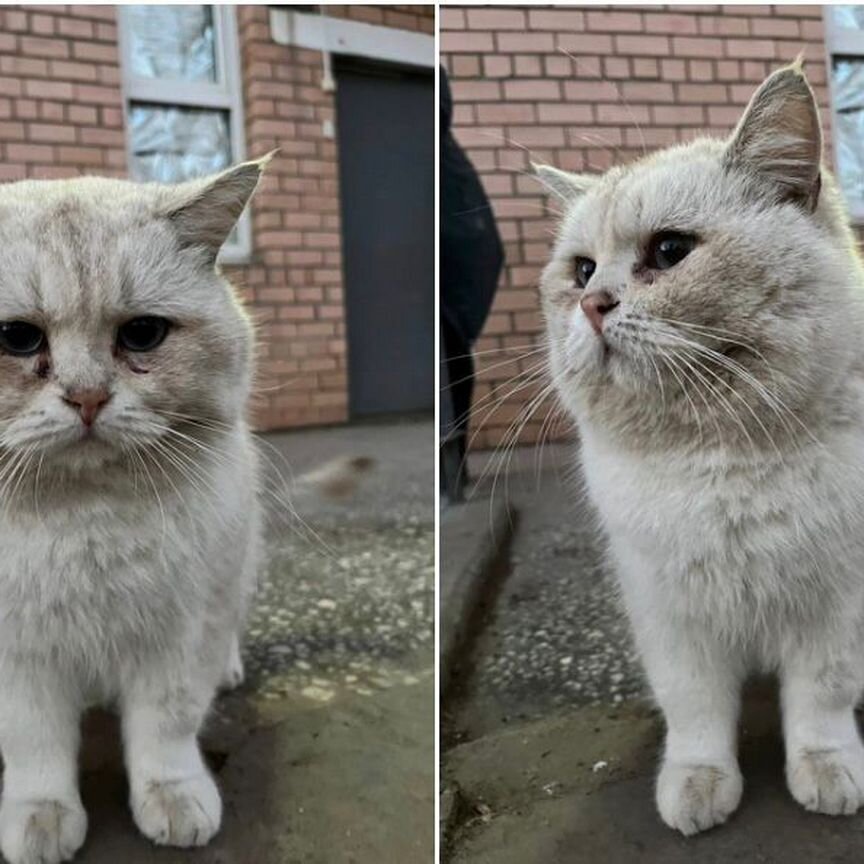 Пристраивается в добрые руки