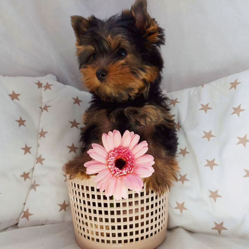 Йоркширский терьер девочка