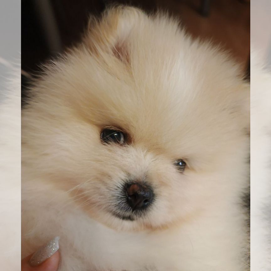 Померанский шпиц, щенок