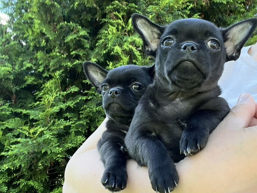 Щенки чихуахуа черные девочки