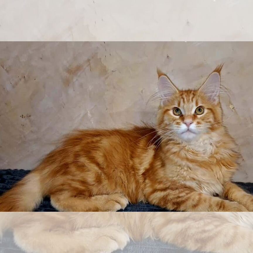 Мейн-кун котёнок