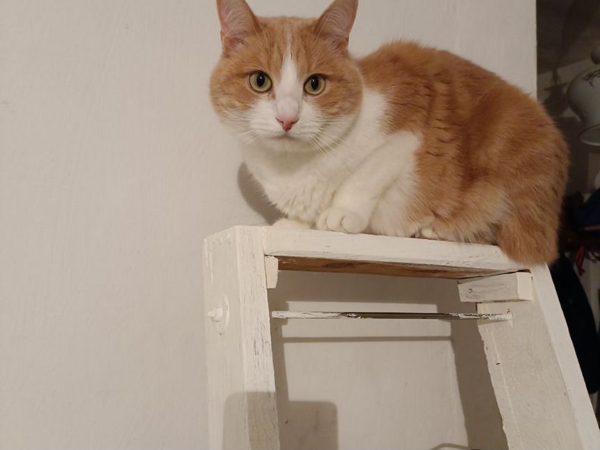 Отдам в добрые руки кота Семена 7 лет