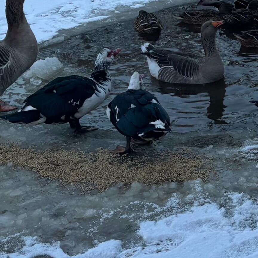 Индоутки и дикие утки