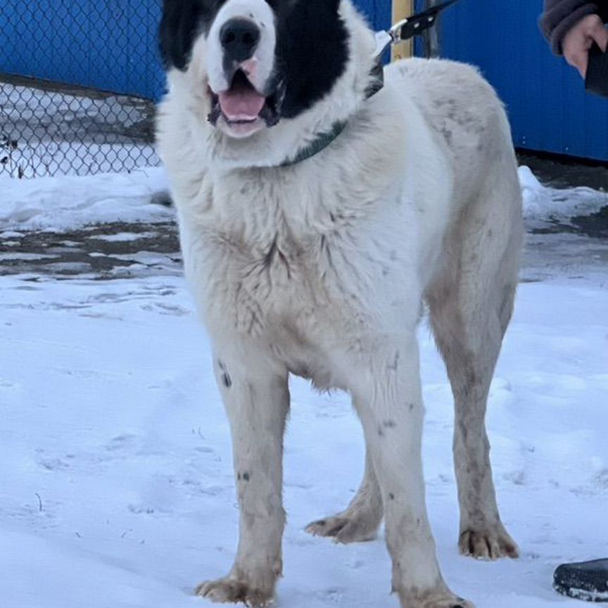 Среднезиатские овчарка щенок
