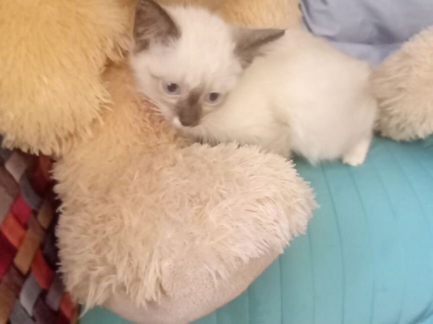 Котенок 1,5 месяца